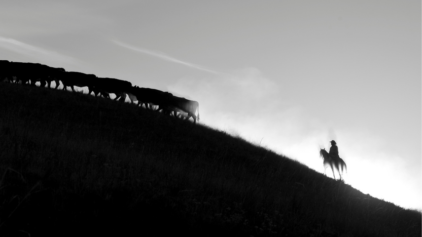 What Is American Wagyu Beef? | Learn About Premium Wagyu | Snake River ...