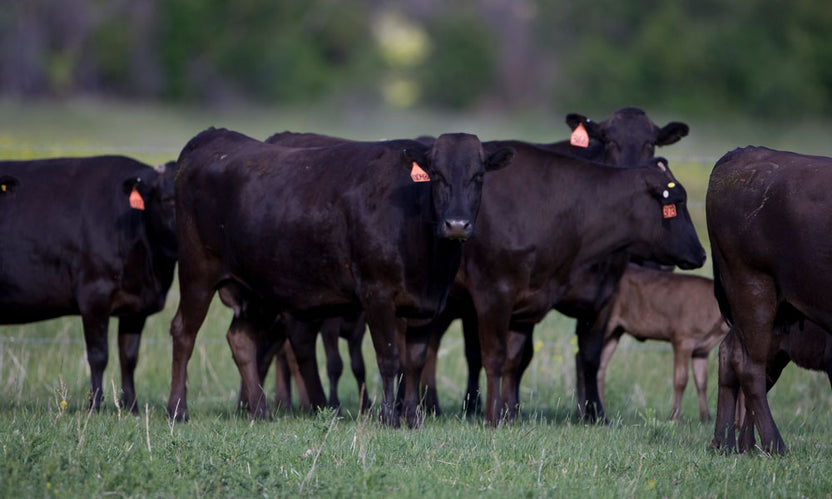 What Is American Wagyu Beef? | Learn About Premium Wagyu | Snake River ...