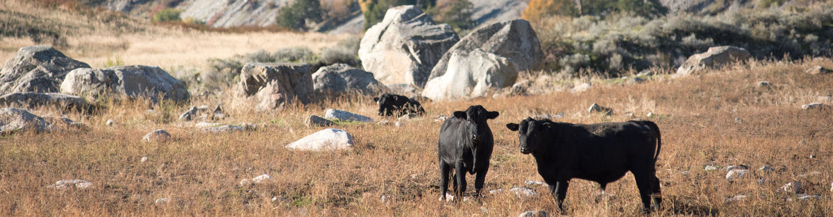 Introducing SRF Silver Label™ American Wagyu Beef | SRF – Snake River Farms