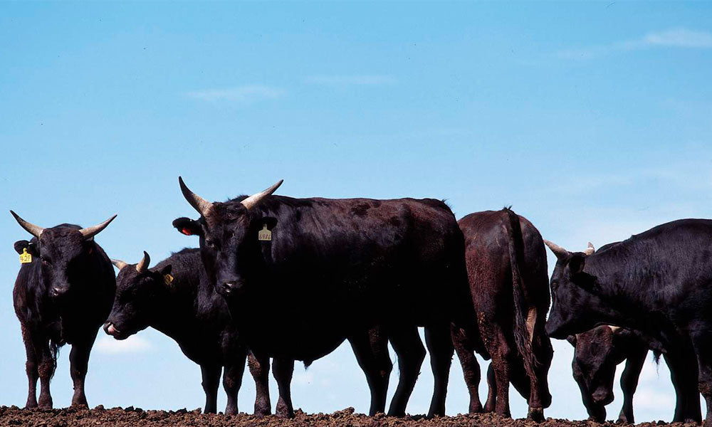 What Is American Wagyu Beef? | Learn About Premium Wagyu | Snake River ...