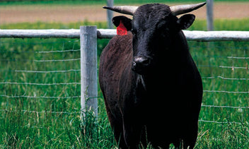 What Is American Wagyu Beef? | Learn About Premium Wagyu | Snake River ...